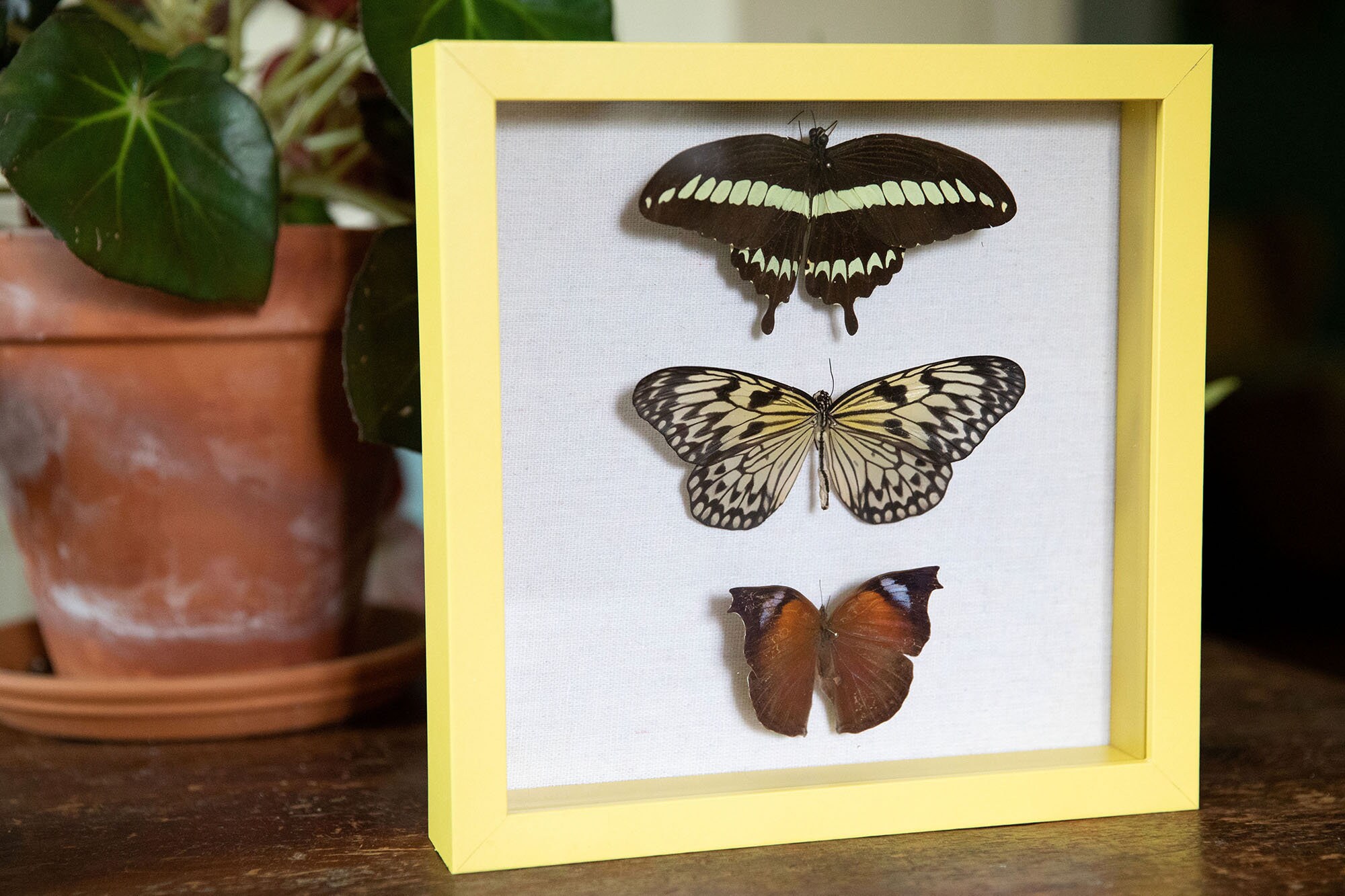 Real Butterfly Shadow Box Display - Etsy