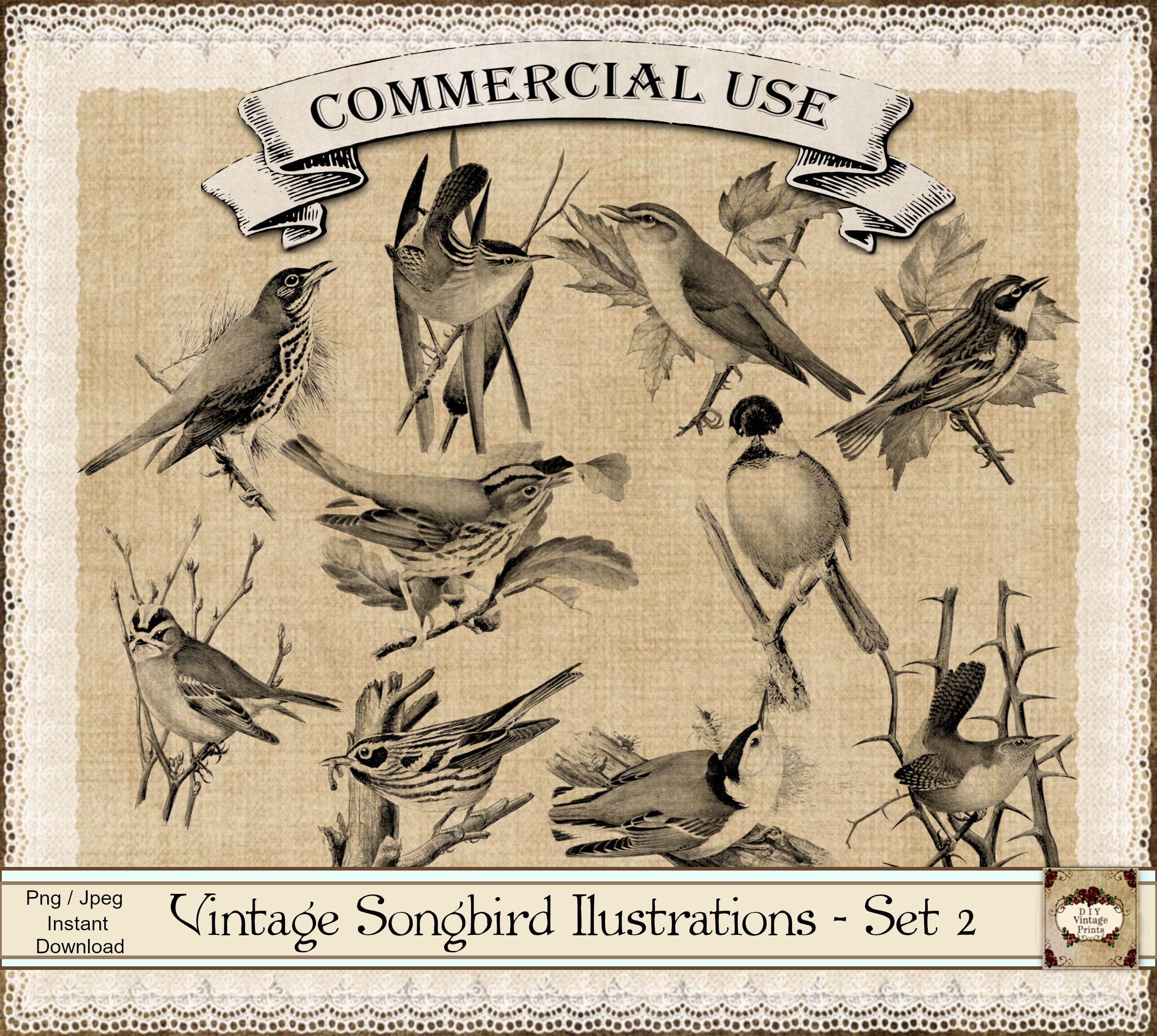 SONGBIRD Illustrations, Animal Clipart, Commercial Use, Bird Clip Art ...