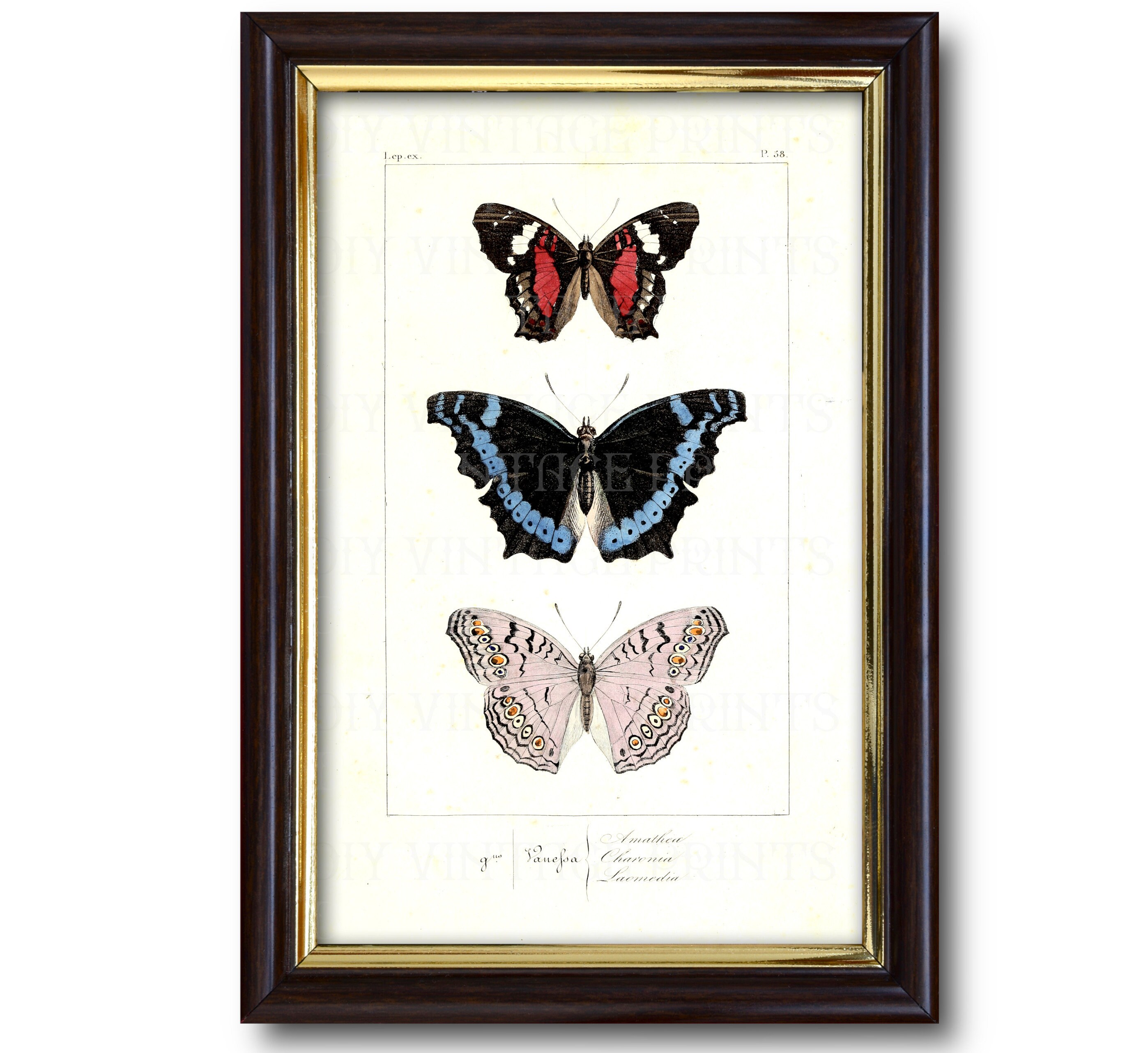 RUBY LAPIS LILAC Butterflies Antique Butterfly Art Insect - Etsy