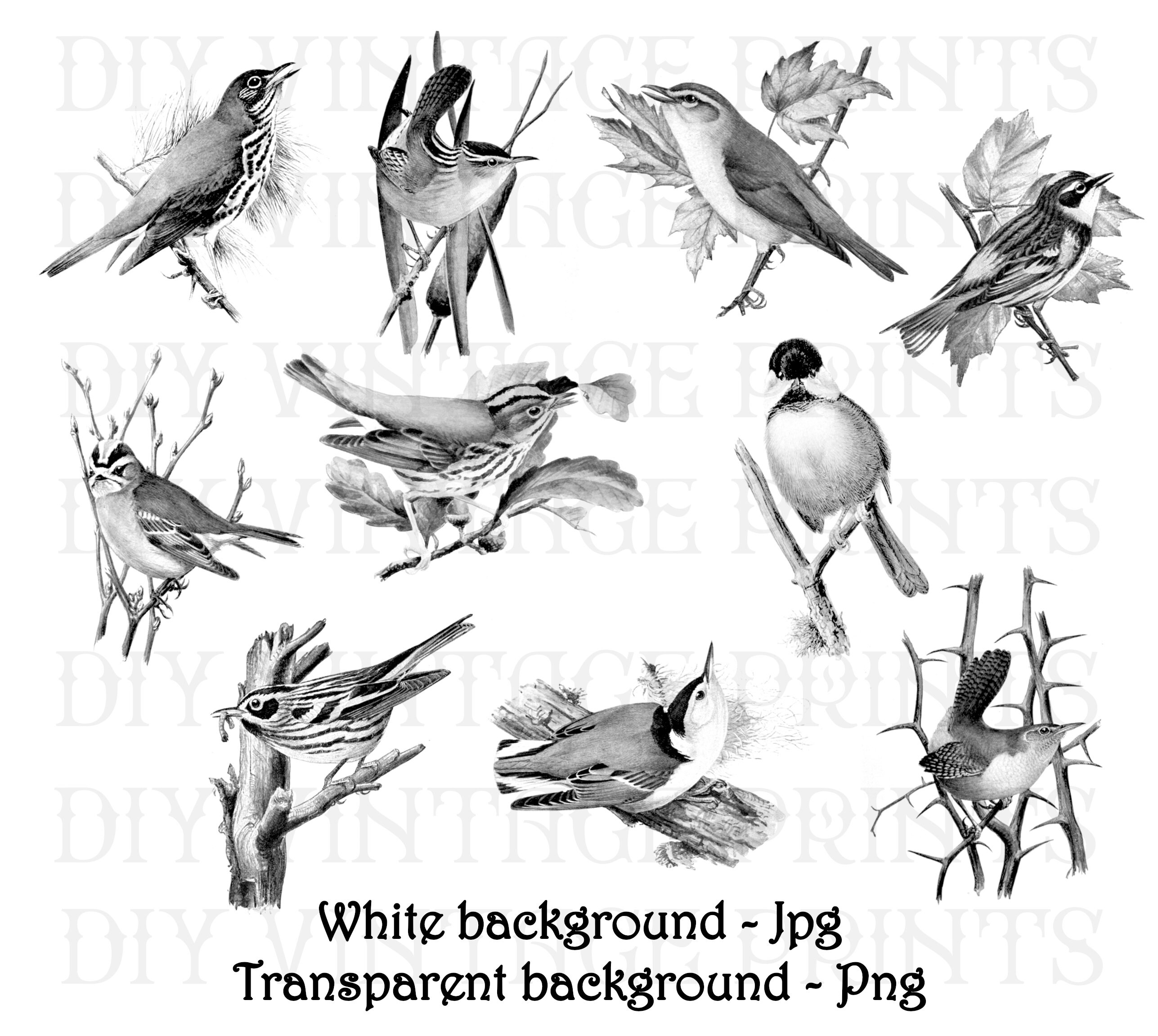 SONGBIRD Illustrations, Animal Clipart, Commercial Use, Bird Clip Art ...
