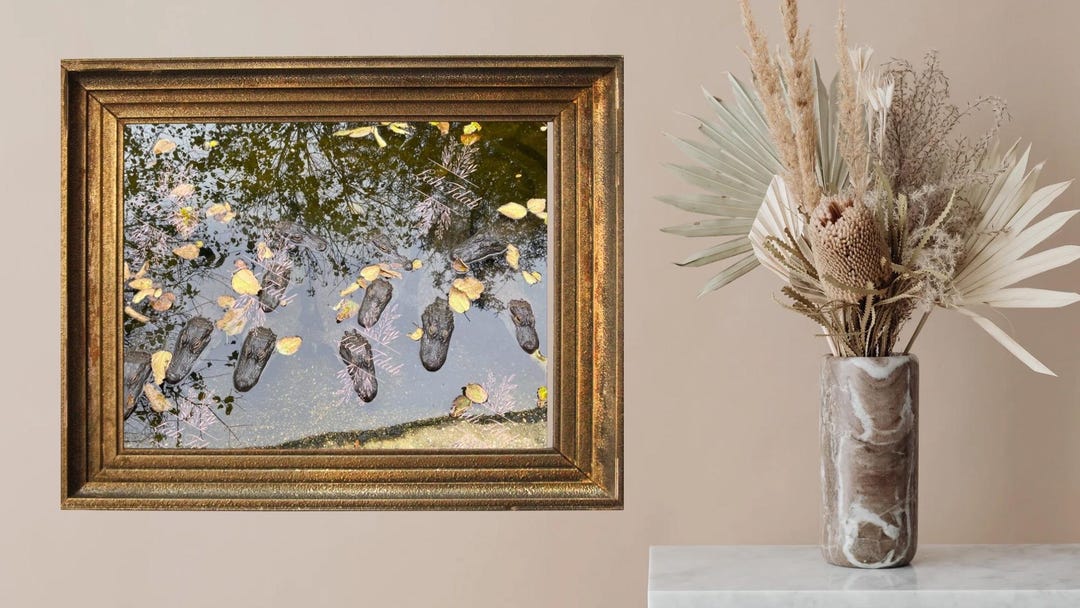 Gator Cuddle Puddle| Alligator Nature Photography| Unique Wildlife ...