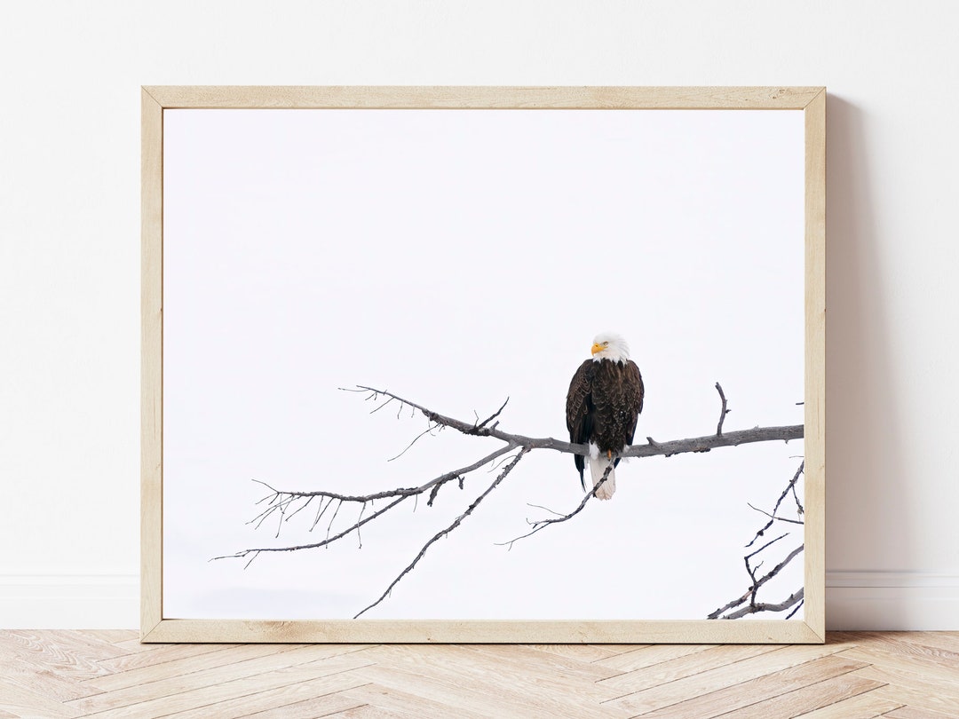 Eagle Photo-eagle Print-bald Eagle Photo-bald Eagle Print-eagle Wall ...