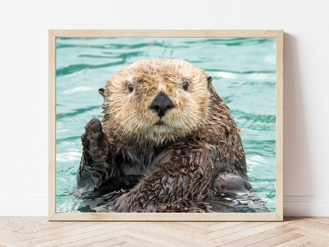 Otter Photo-otter Print-sea Otter Photo-sea Otter Print-otter Picture ...