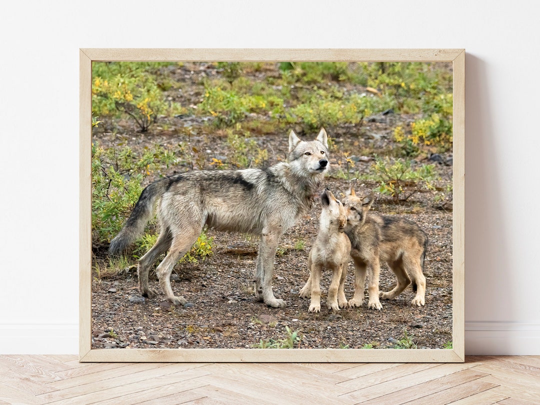 Wolf Photo-wolf Print-wolf Picture-wolf Photography-wolf Puppy-wildlife ...