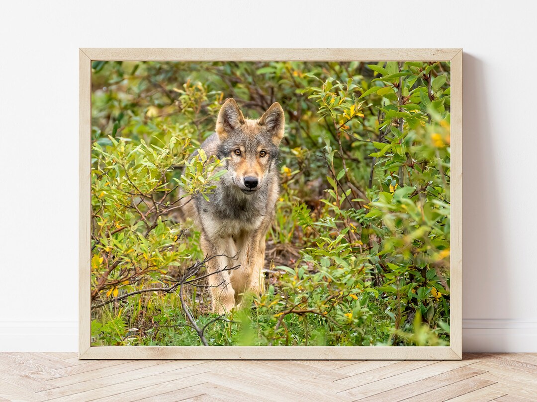 Wolf Photo-wolf Print-wolf Picture-wolf Photography-wolf Puppy-wildlife ...