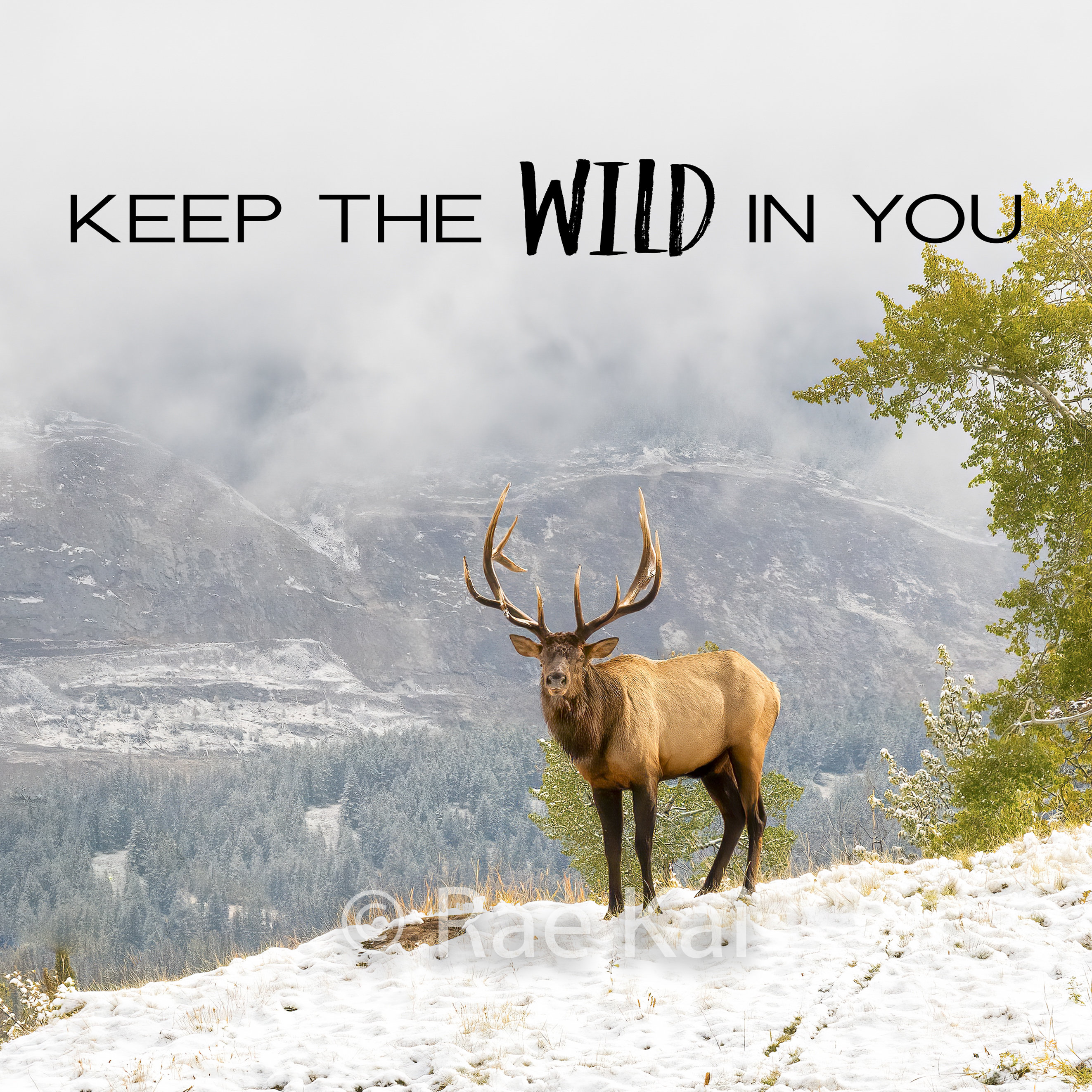 White Elk Quotes 74 Inspiring Rainbow Quotes To Bring Color To Your