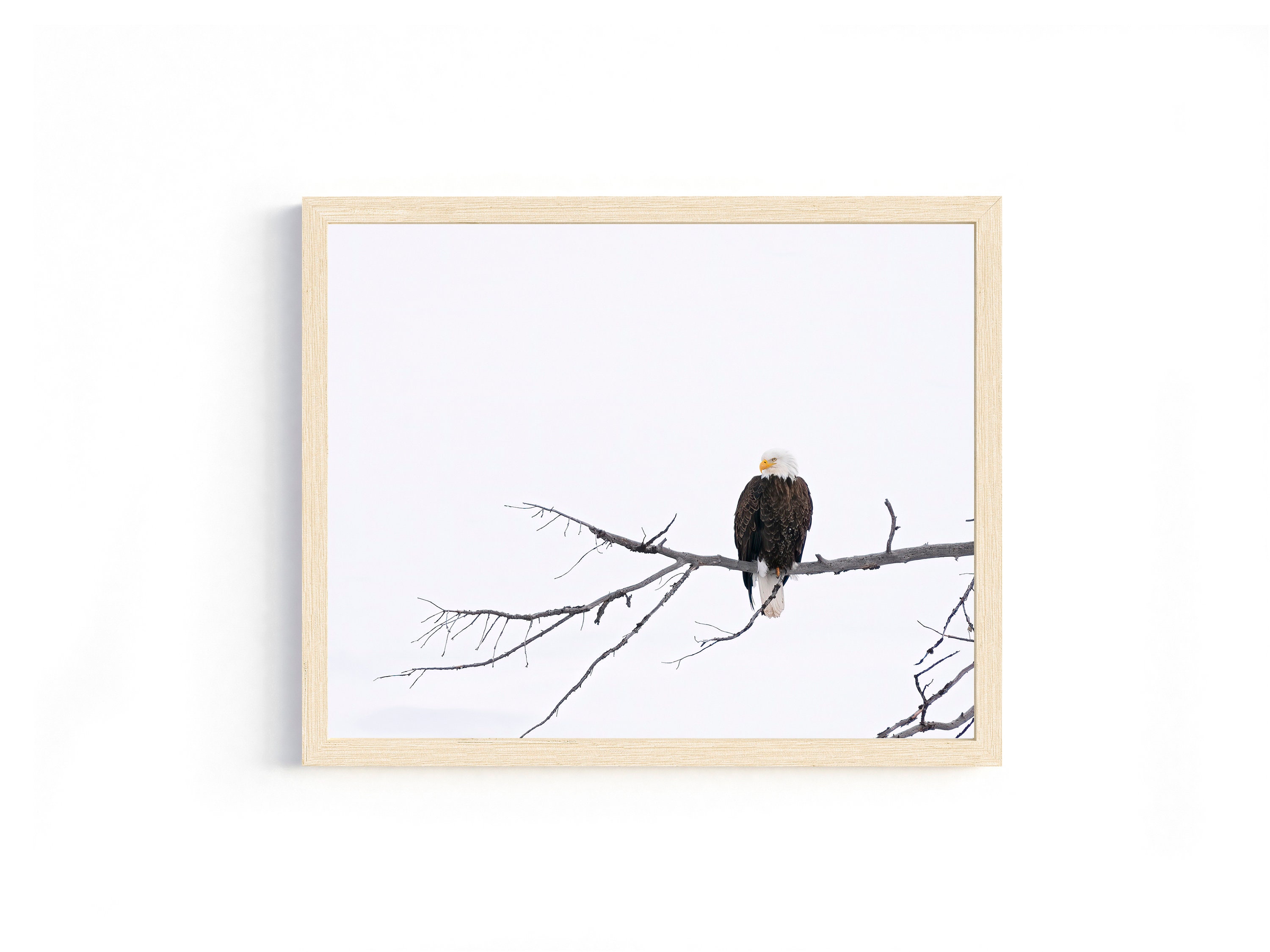 Eagle Photo-eagle Print-bald Eagle Photo-bald Eagle Print-eagle Wall ...