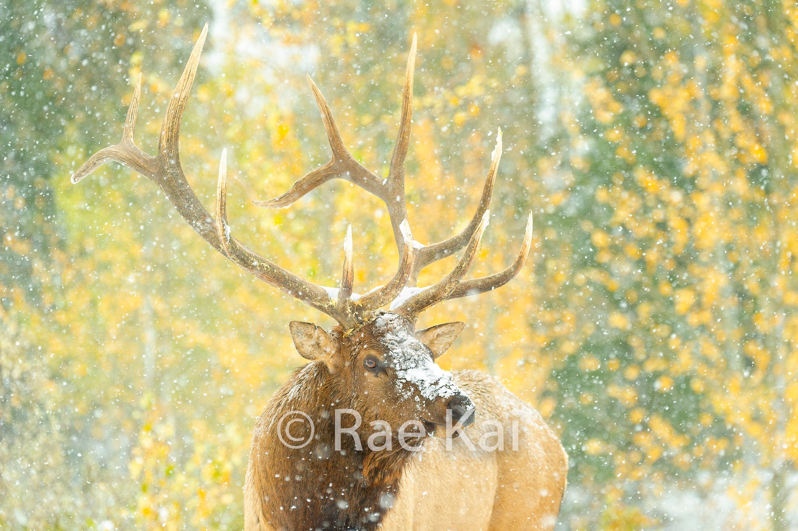 Elk Photo-elk Print-elk Wall Art-bull Elk-elk Picture-elk Photography ...