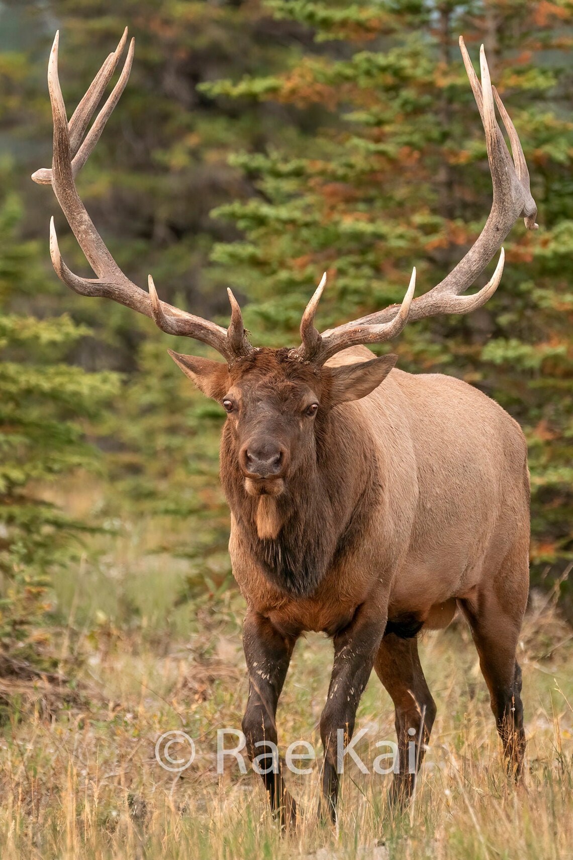 Elk Photo-elk Print-elk Wall Art-bull Elk-elk Picture-elk Photography ...