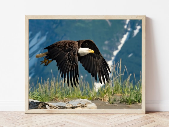 Eagle Photo-eagle Print-bald Eagle Photo-bald Eagle | Etsy
