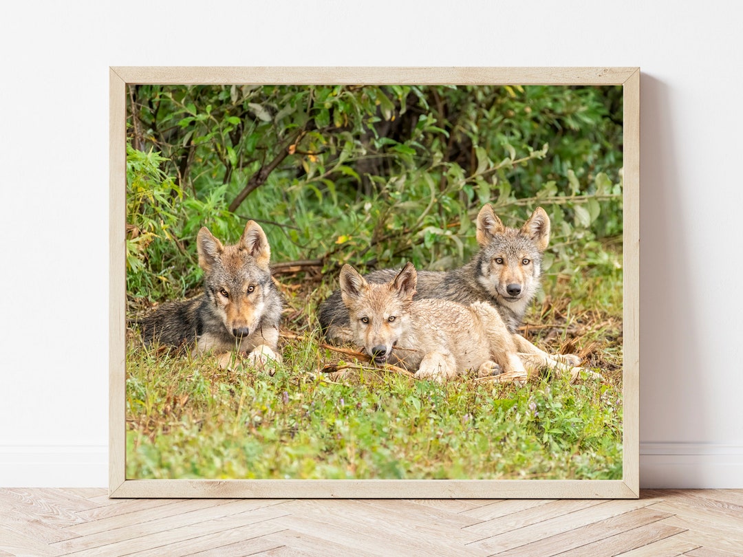 Wolf Photo-wolf Print-wolf Picture-wolf Photography-wolf Puppy-wildlife ...