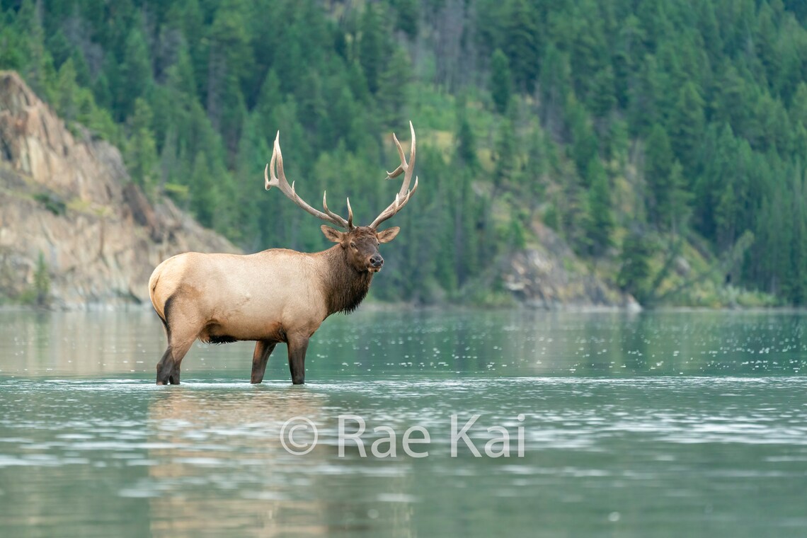 Elk Photo-elk Print-elk Wall Art-bull Elk-elk Picture-elk - Etsy