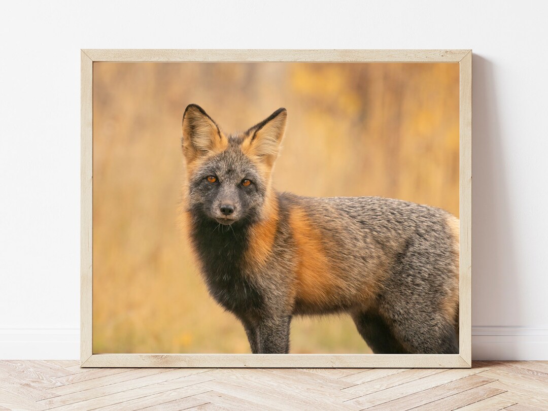 Fox Photo-fox Print-fox Wall Art-red Fox-fox Picture-fox Photography ...