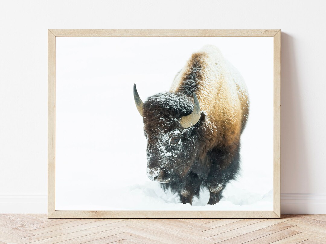 Bison Photo-bison Print-buffalo Photo-buffalo Print-bison Photography ...