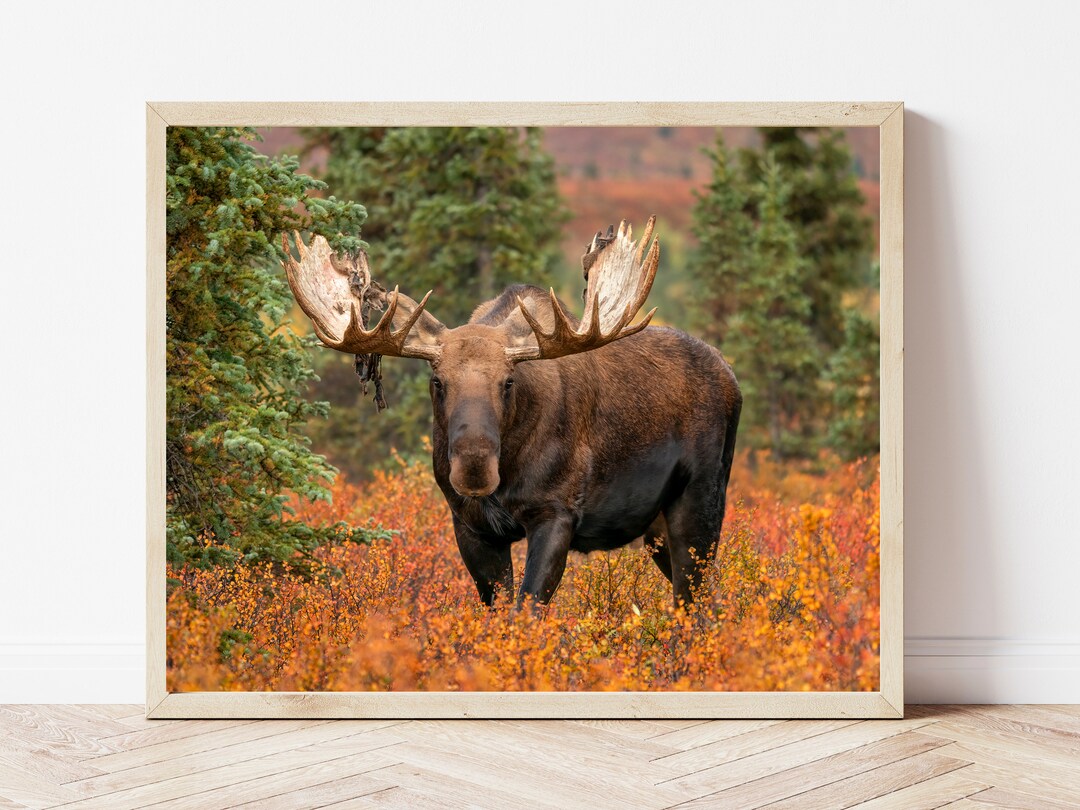 Moose Photo-moose Print-alaskan Moose-moose Picture-moose Photography ...
