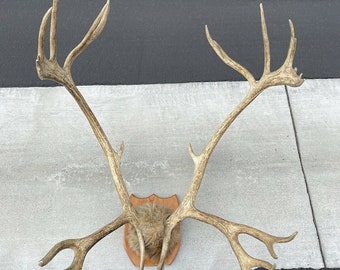 Caribou Antler - Etsy