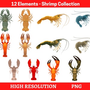 Shrimp Clipart Set: Hand-drawn Sea Creatures (SVG & PNG) - Etsy