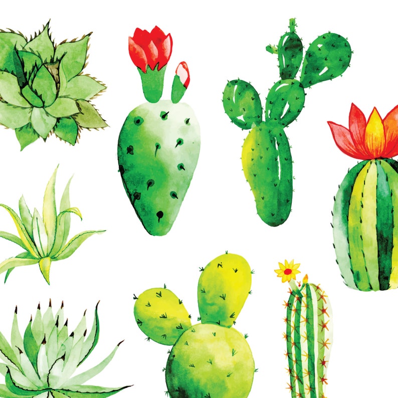 Watercolor Cactus Clipart: Floral Desert Plants (SVG, PNG) - Etsy