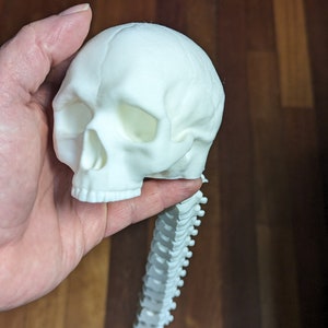 Predator Skull and Vertebrae Trophy - Articulated and 3d Printed - Etsy