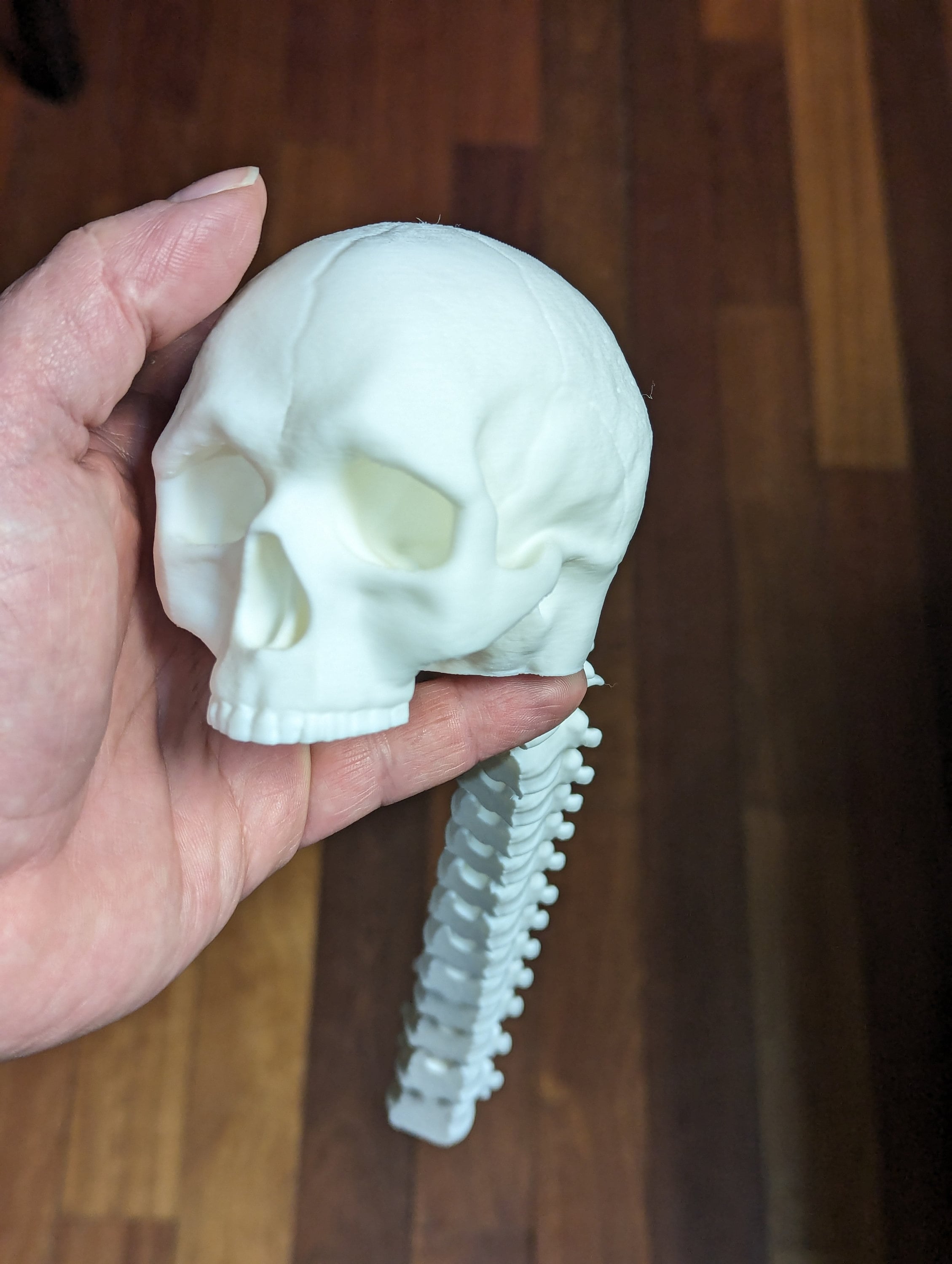 Predator Skull and Vertebrae Trophy - Articulated and 3d Printed - Etsy