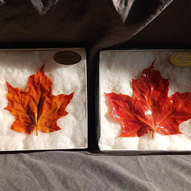 Preserved Leaves - Etsy