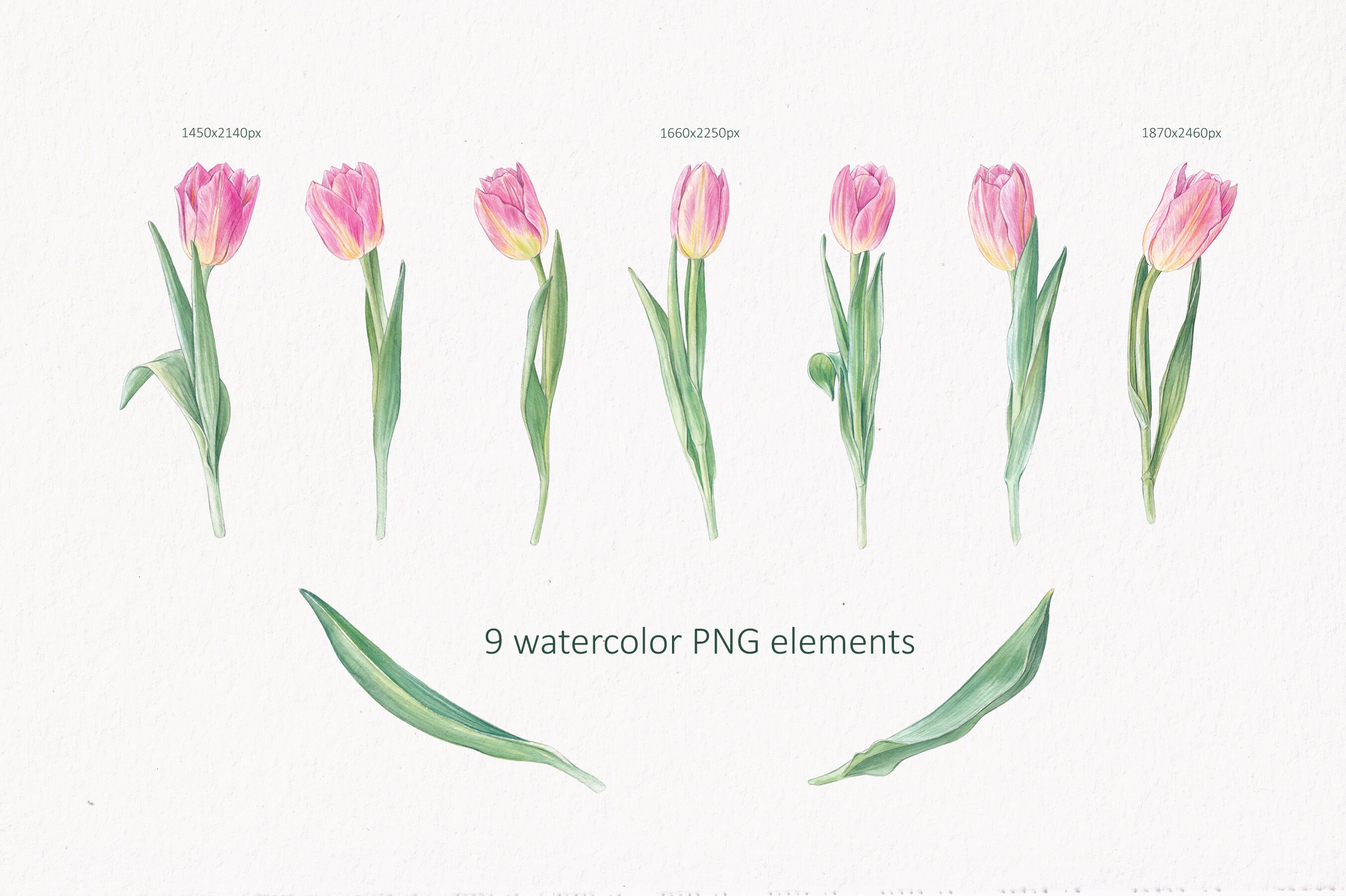 Watercolor Pink Tulips Clipart. Spring Flowers in PNG - Etsy