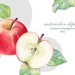 Watercolor Apples and Leaves Clipart, Autumn Fruit PNG, Food ...