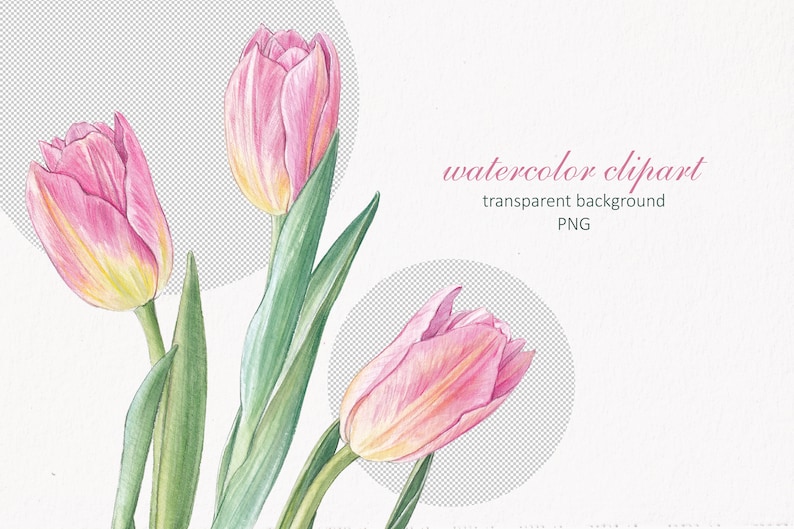 Watercolor Pink Tulips Clipart. Spring Flowers in PNG - Etsy