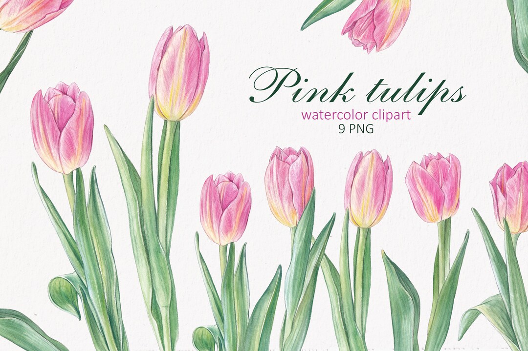 Watercolor Pink Tulips Clipart. Spring Flowers in PNG - Etsy