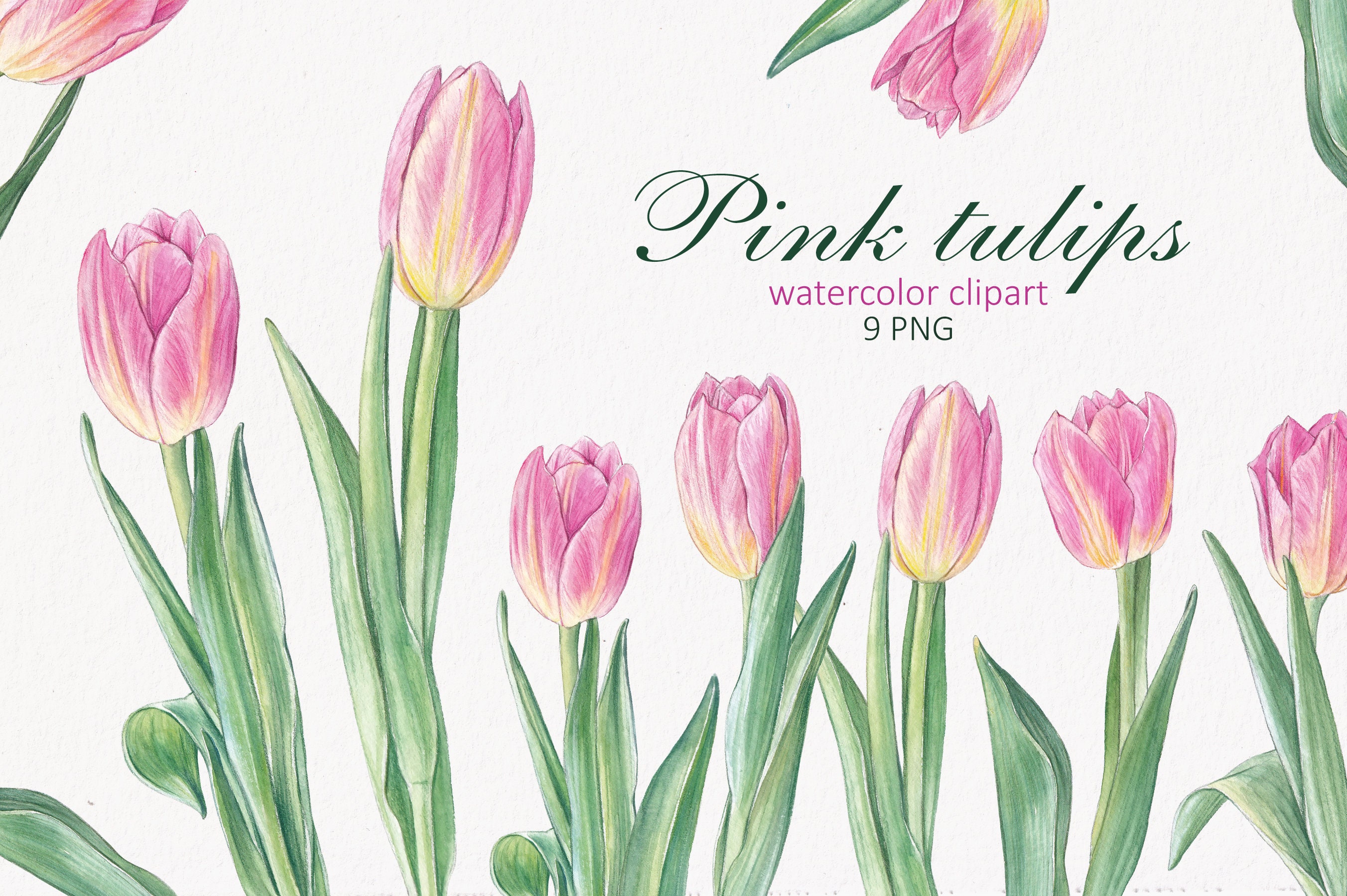 Watercolor Pink Tulips Clipart. Spring Flowers in PNG - Etsy
