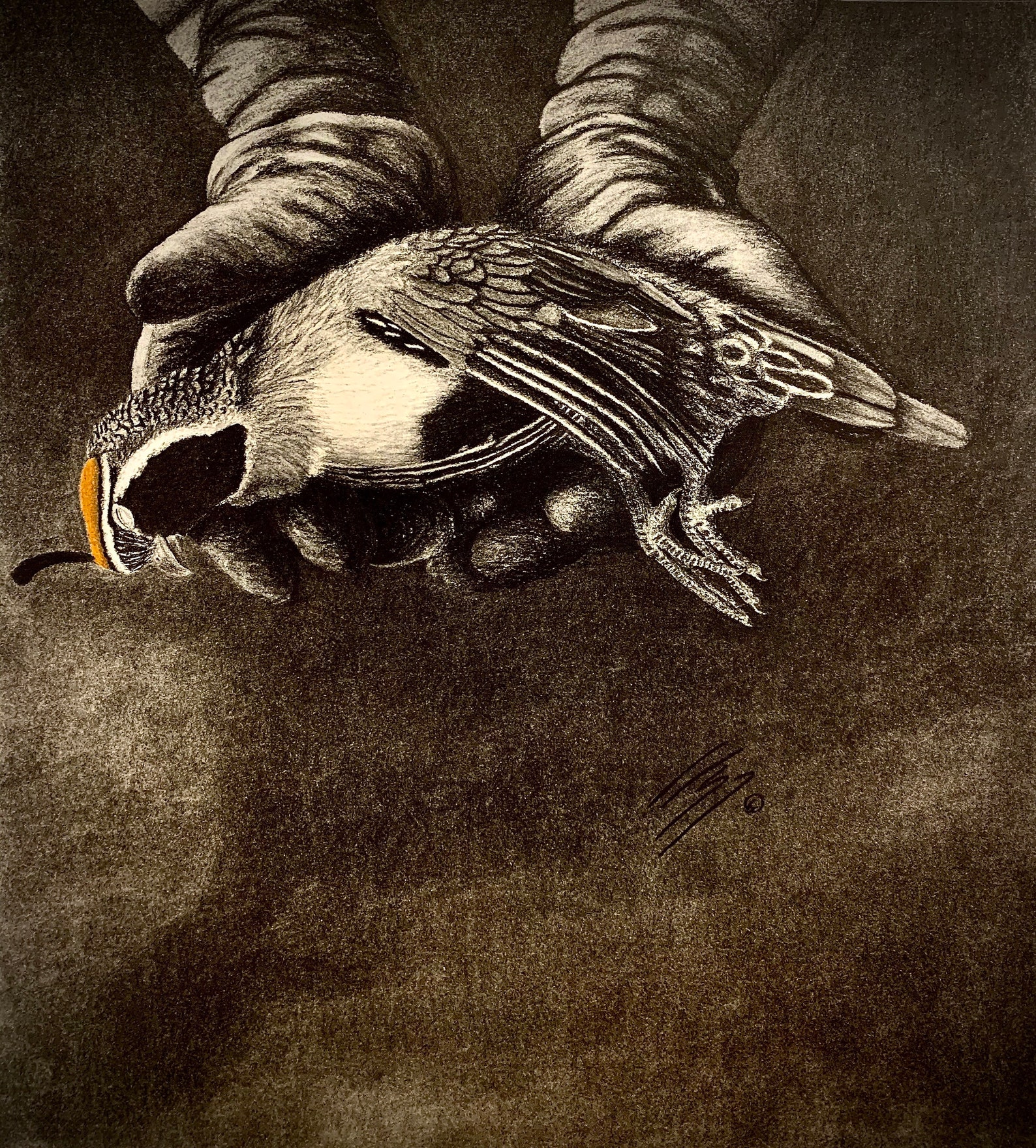 Quail Sketch, Hunting Drawing, Charcoal and Colored Pencil, Upland ...