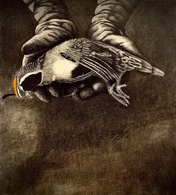 Quail Sketch Hunting Drawing Charcoal and Colored Pencil | Etsy