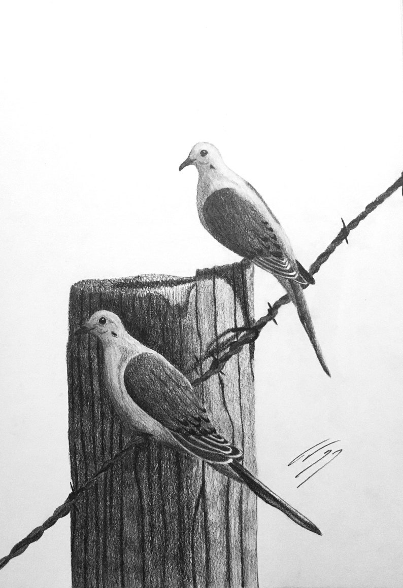 Bird Sketch, Mourning Doves, Graphite Drawing, Fall/ Birthday Gift ...