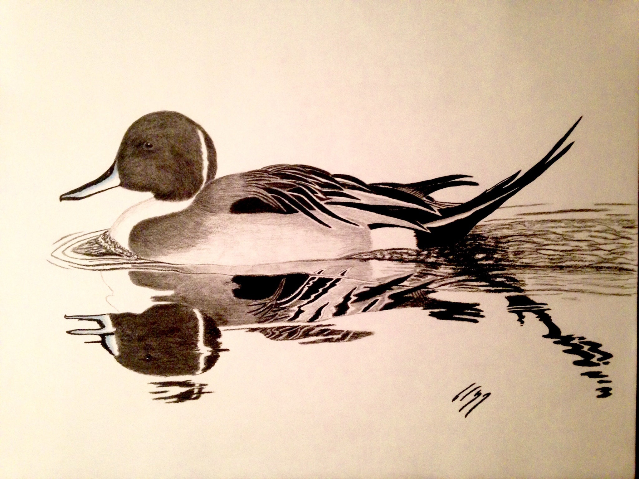 Pintail Duck Paintings