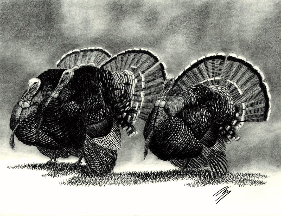 Turkey Sketch, Charcoal, Outdoorsman, Hunting, Fall Gift, Turkey Print ...