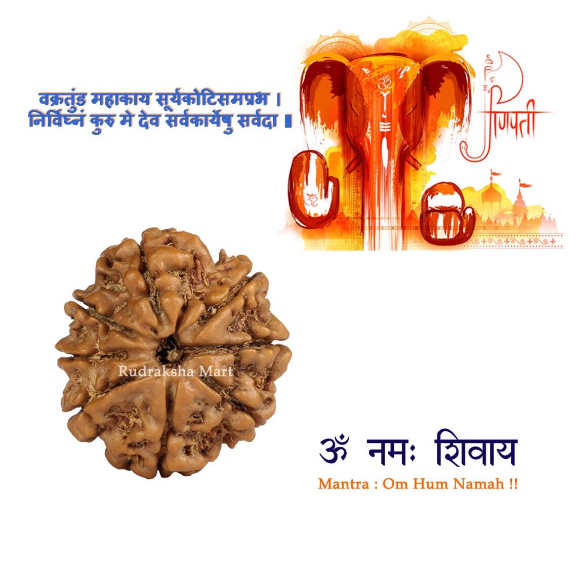 8 Mukhi Nepali Rudraksha – Eight Face Natural Brown Bead for Craft ...