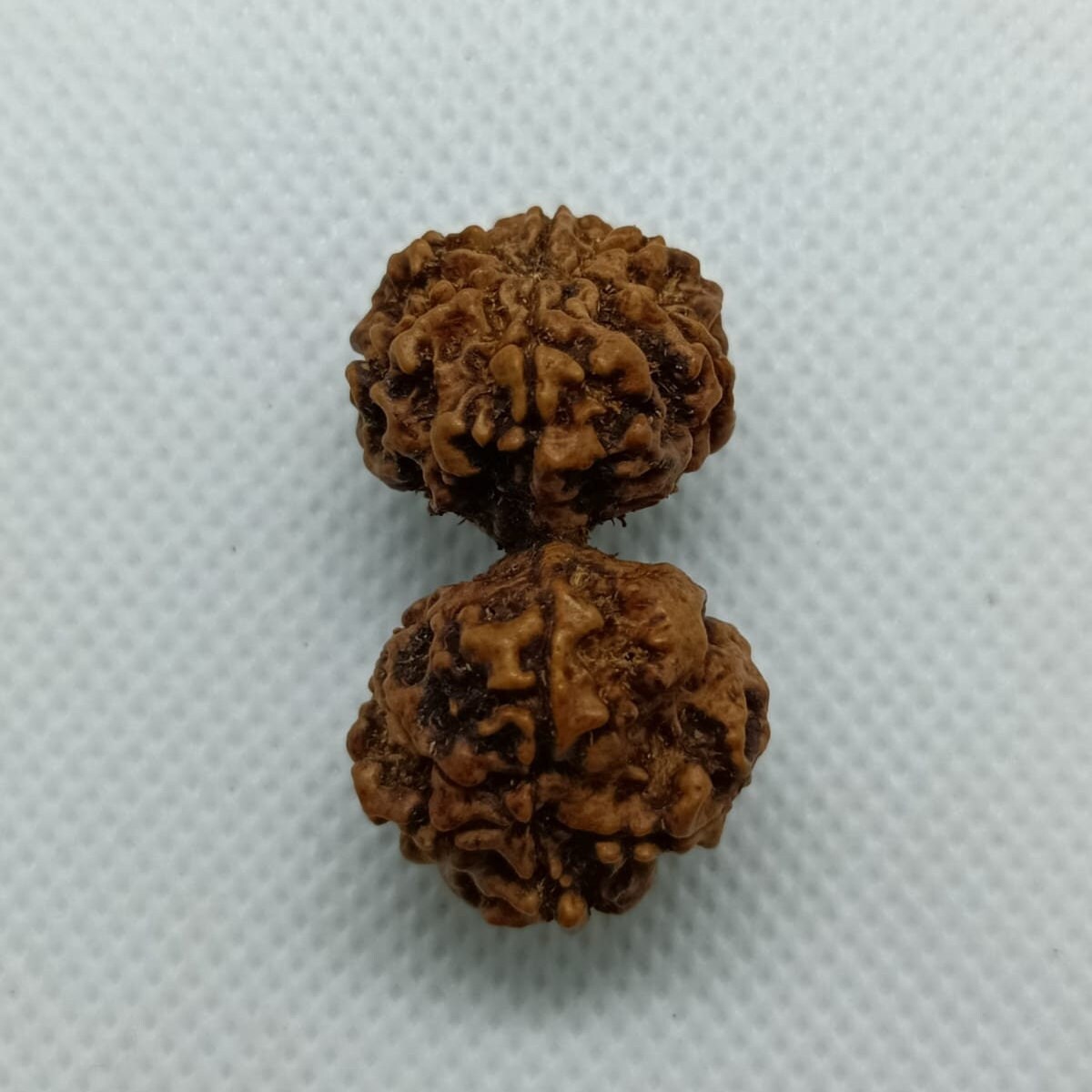 Nepali Gauri Shankar Rudraksha From Nepali Shiv Parvati 34 - Etsy