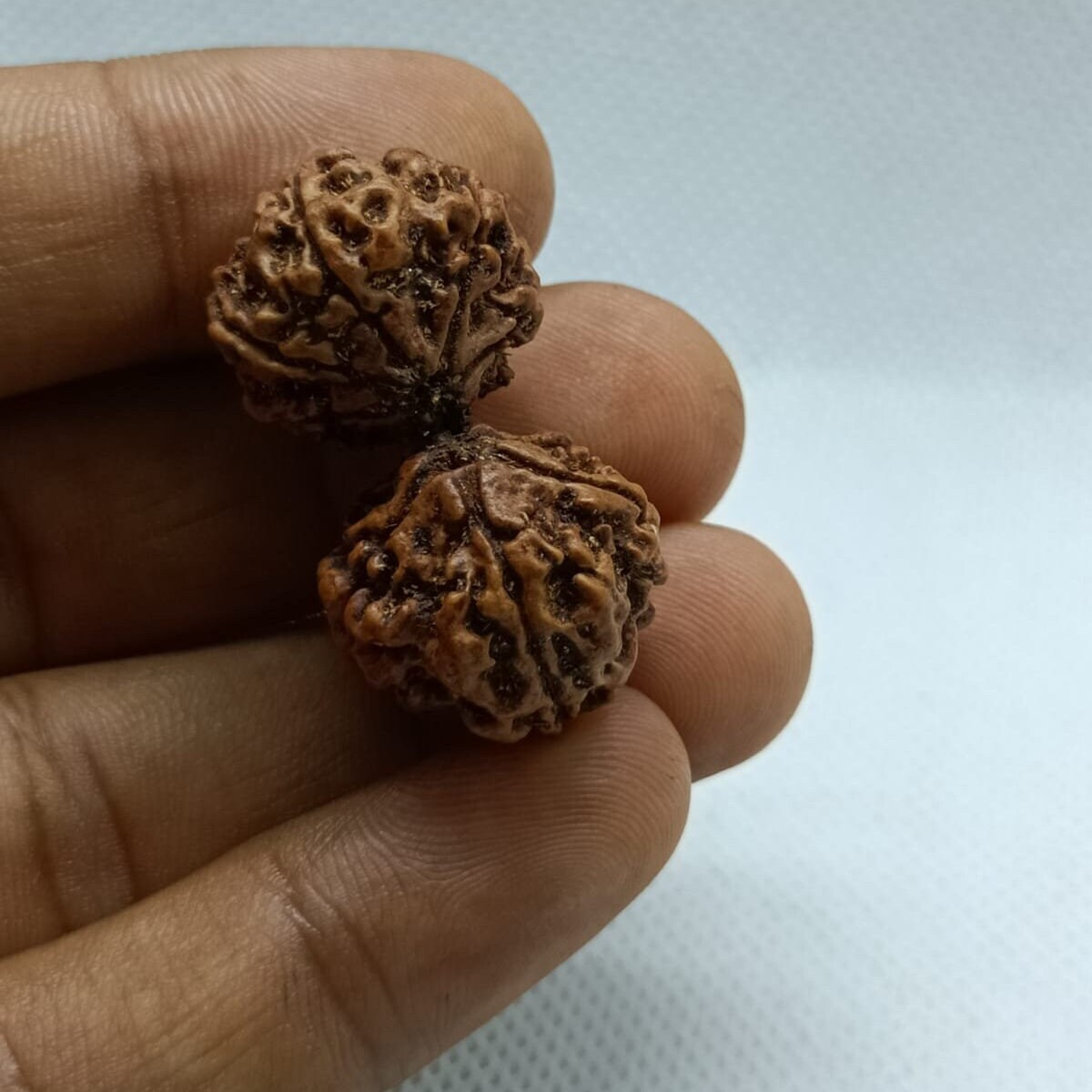 Nepali Gauri Shankar Rudraksha From Nepali Shiv Parvati 34 - Etsy