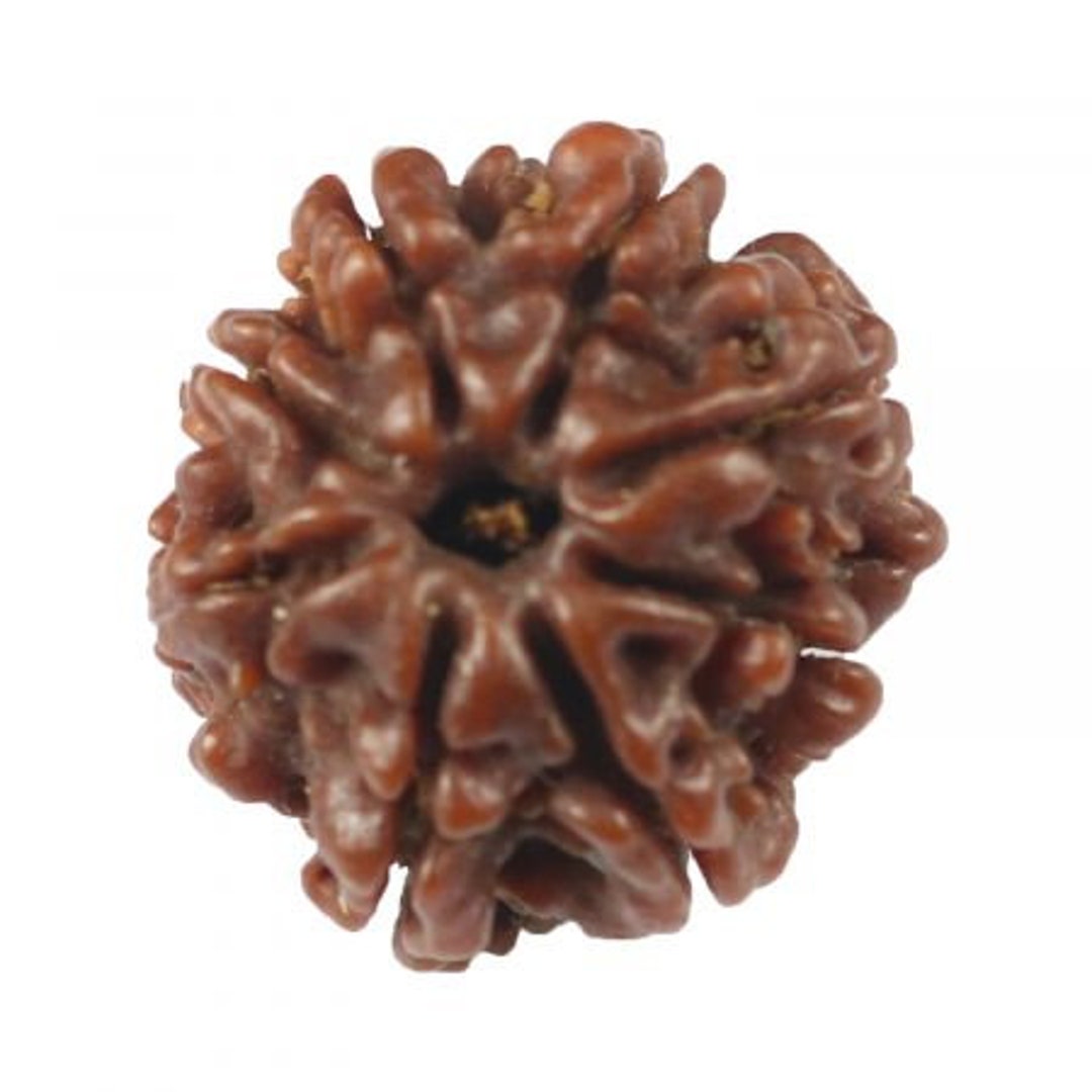 8 Mukhi (eight Face) Nepali Rudraksha With X-ray and Lab Certified 18 ...