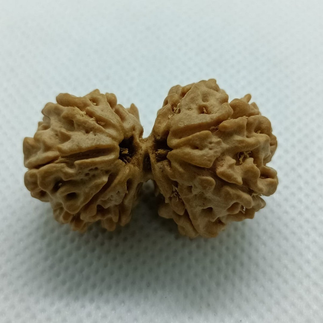 Super Heavy 10 Mukhi Nepali Gauri Shankar Rudraksha From Nepali , Shiv ...