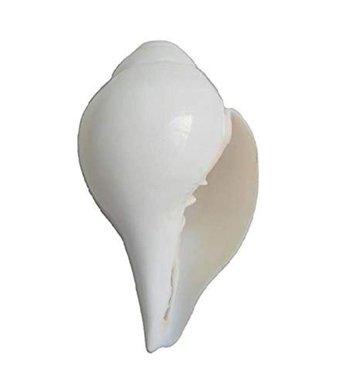 Natural White Puja Blowing Original Shankh Conch Shell Hindu - Etsy