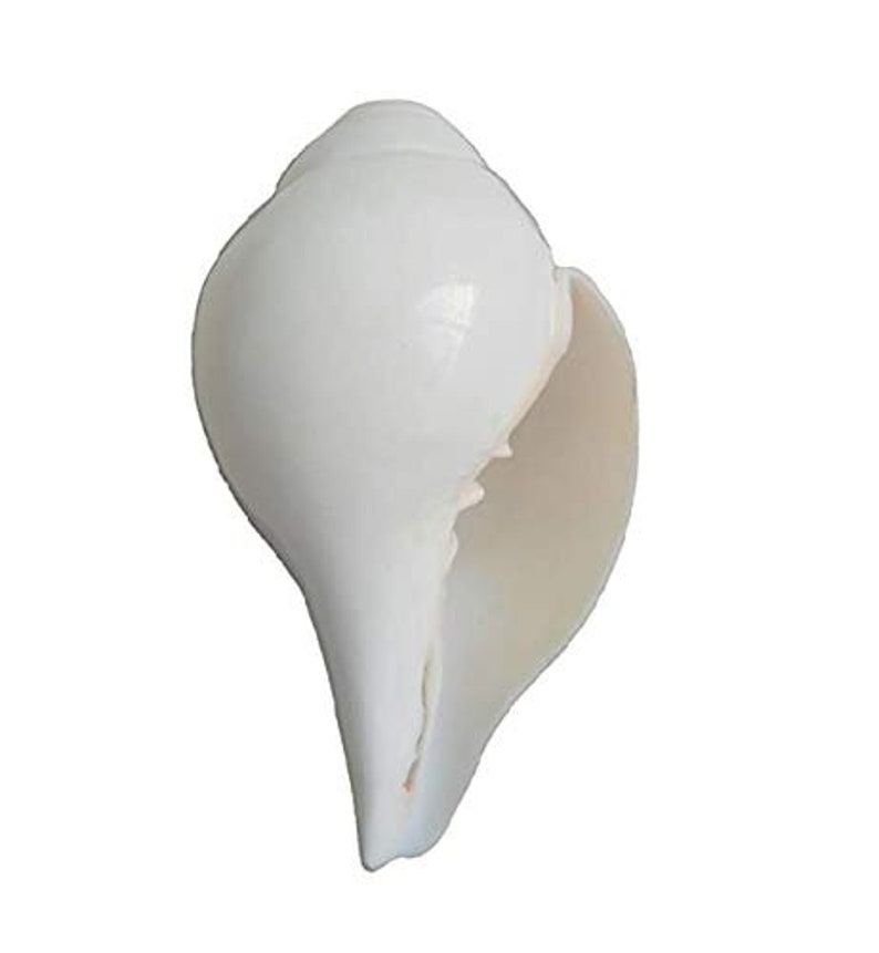 Natural White Puja Blowing Original Shankh Conch Shell Hindu Religion ...