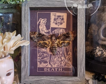 Death Head Moth Card - Etsy