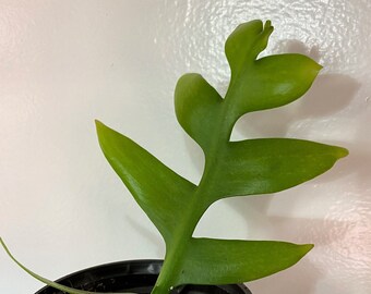 Shark Tooth Cactus / Selenicereus Chrysocardium - Etsy