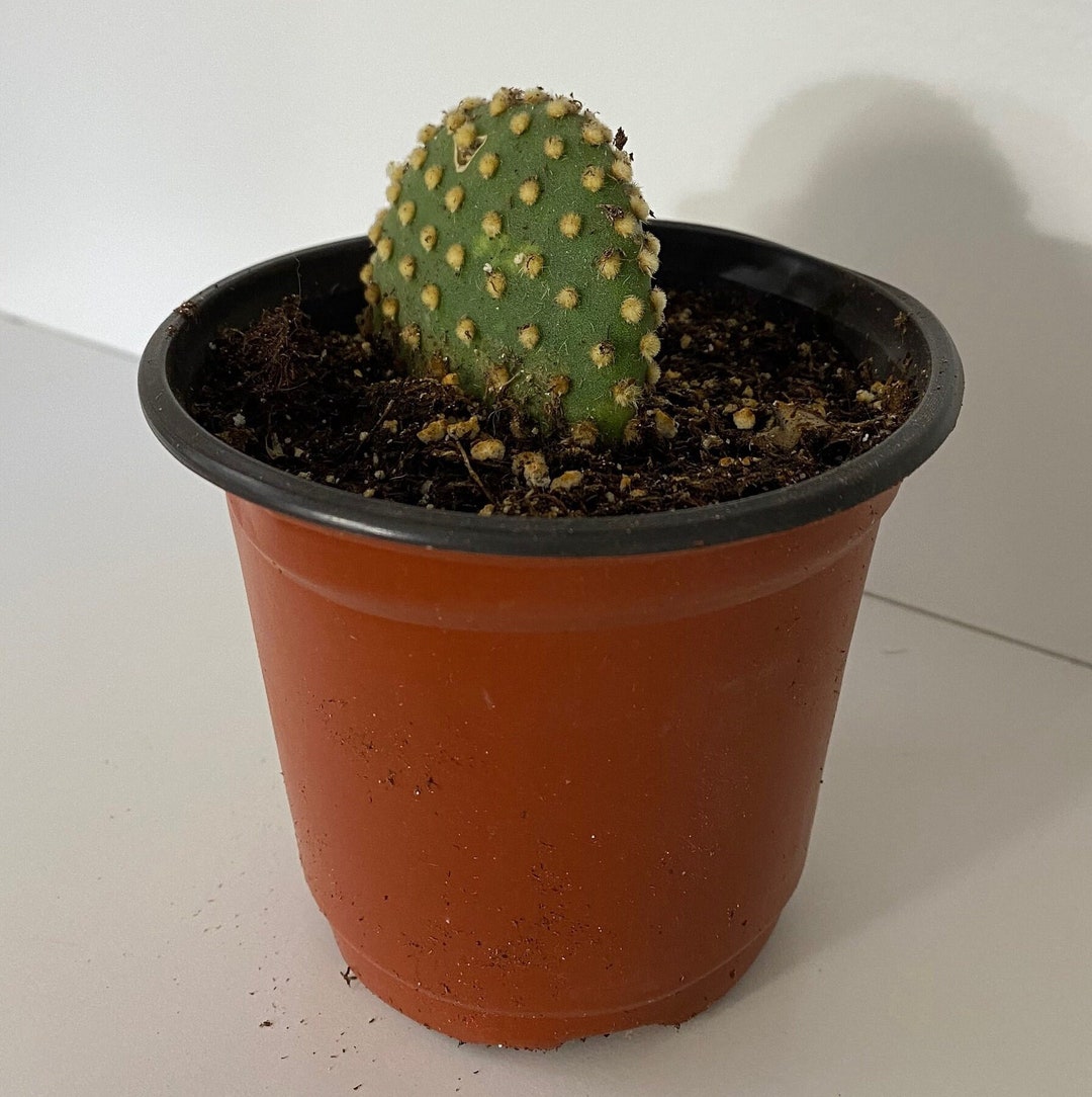 Opuntia Microdasys Mickey Mouse Ear Cactus - Etsy