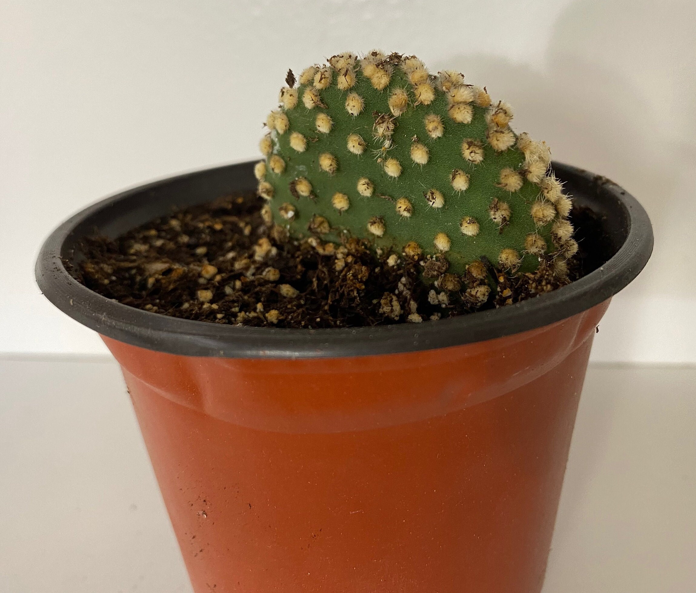 Opuntia Microdasys Mickey Mouse Ear Cactus - Etsy