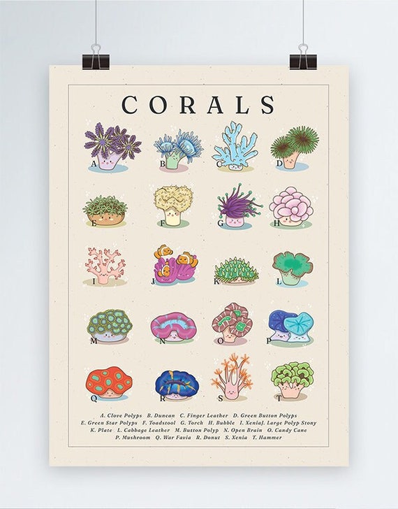 Saltwater Coral Identification