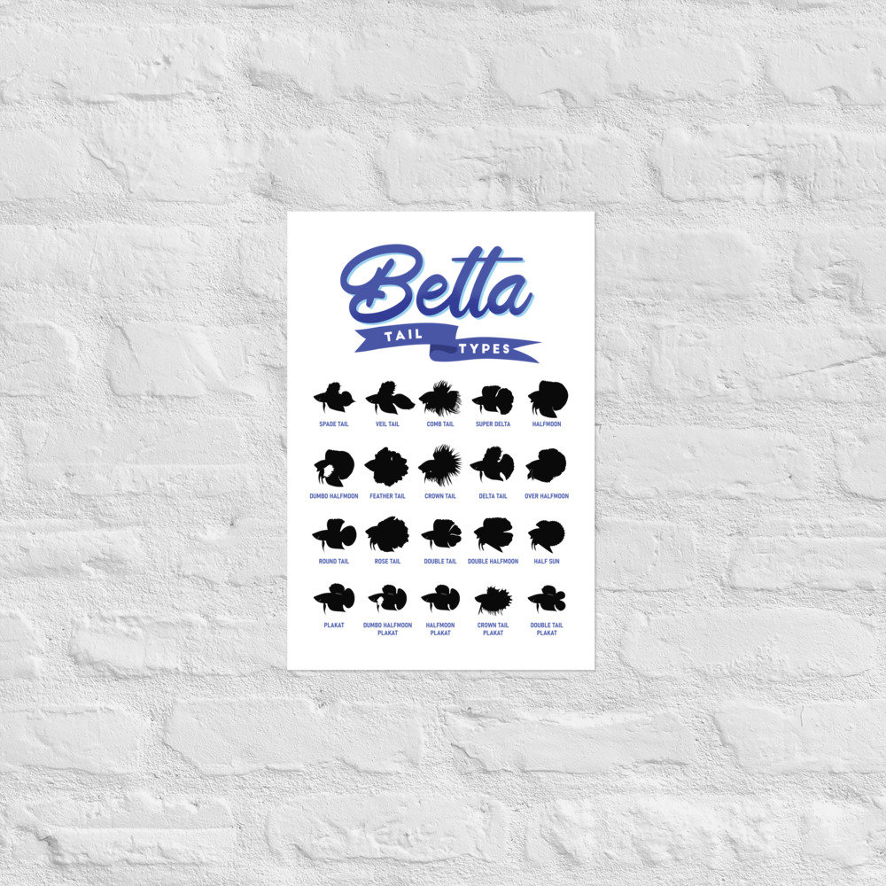 Betta Fish Poster Betta Tailtypes Beta Fish Species Fishkeeper Betta ...