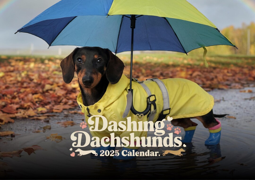 Dashing Dachshunds Calendar 2025 - 12-month Hanging Wall & Desktop ...