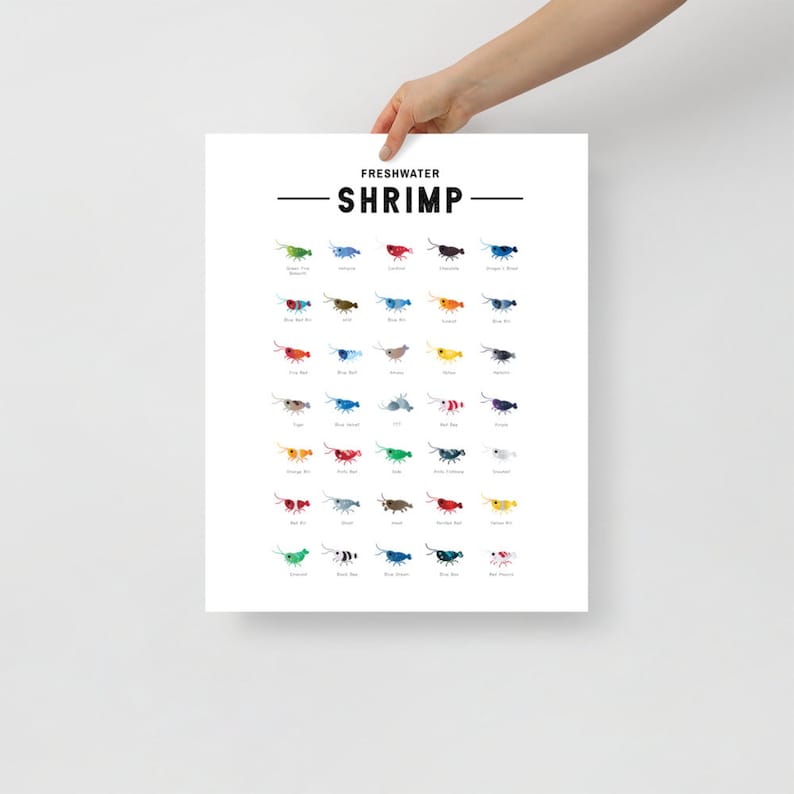 Freshwater Shrimp Species Poster | Types of Shrimp Species Print ...